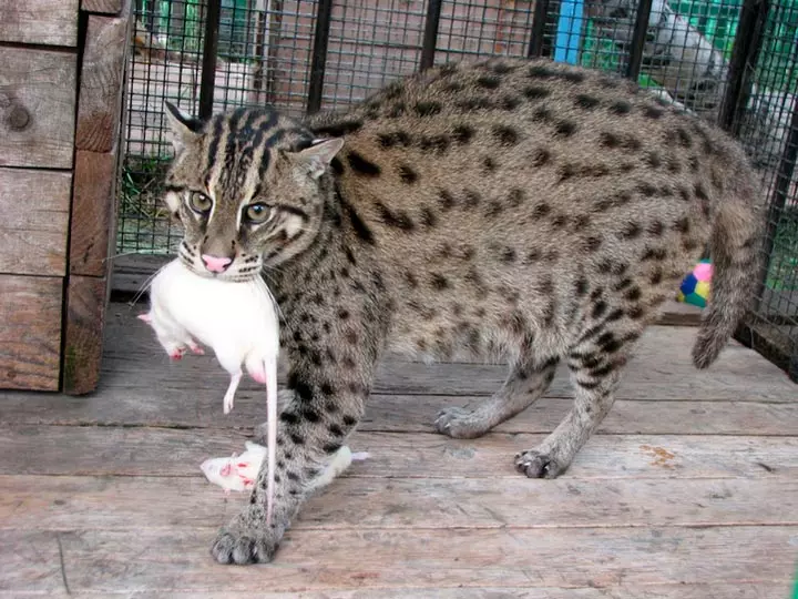 Civet Fisher cat (speckled pusi): faʻamatalaga ma le ata ma le vitio 903_6