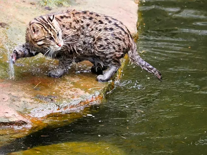 Civet Fisher cat (speckled pusi): faʻamatalaga ma le ata ma le vitio 903_7