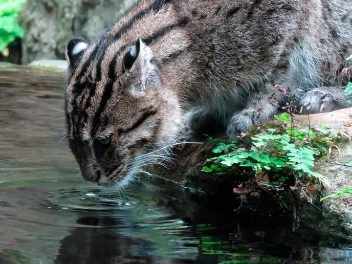 Civet Fisher cat (speckled pusi): faʻamatalaga ma le ata ma le vitio 903_8