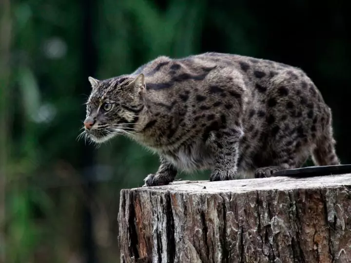 Civet Fisher cat (speckled pusi): faʻamatalaga ma le ata ma le vitio 903_9