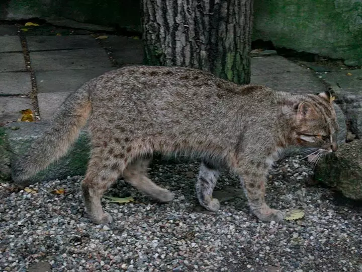 Asia mbada katsi: tsananguro yakadzama nemufananidzo nevhidhiyo 905_10