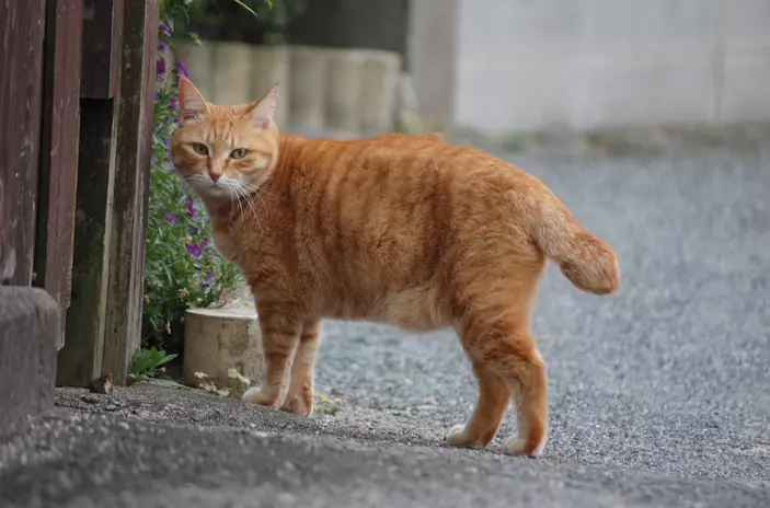 rooikop Japannese bobtail