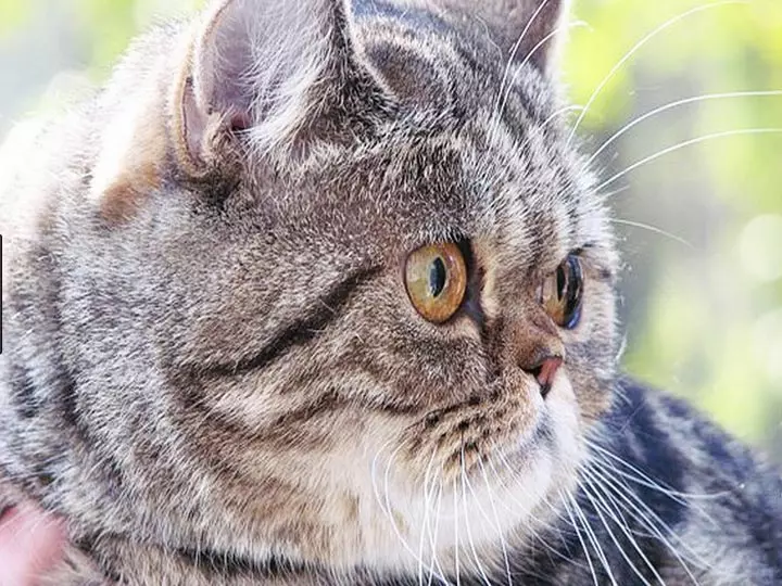 Flappig: prehľad nového plemena mačiek s fotografiami a videami 933_13