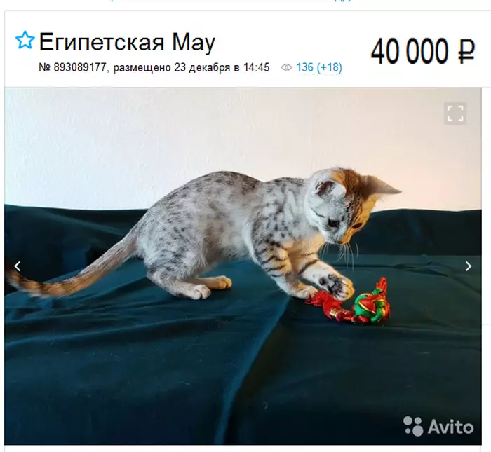 Egyptian Mau: foto, beskrivning av kattras, karaktär, recensioner och priser 939_9