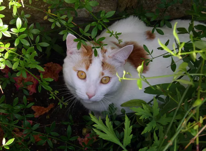 turkish shorthair litrato ng pusa