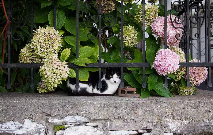 Anatolian shorthair cat