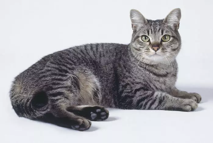 แมวลายเอเชีย: ภาพถ่าย, คำอธิบายของสายพันธุ์ของแมว, ตัวละคร, ราคา