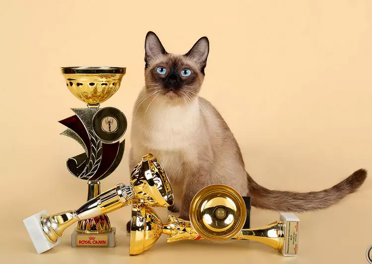 thai cat champion