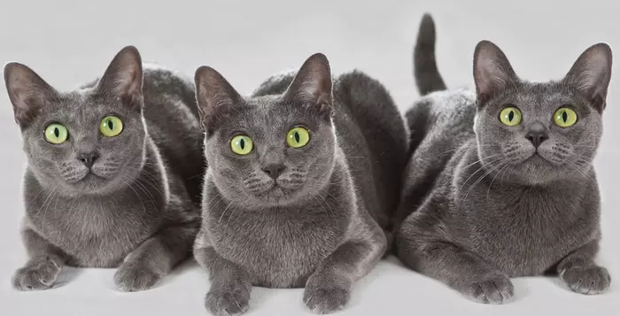 3 cats of breed Korat