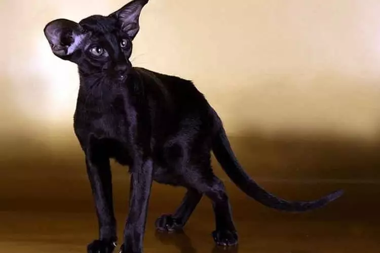 Peterbald nigra