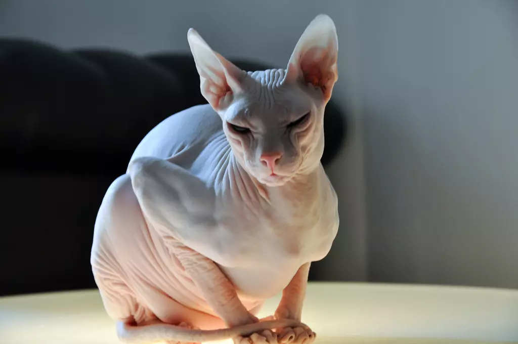 Don Sphynx