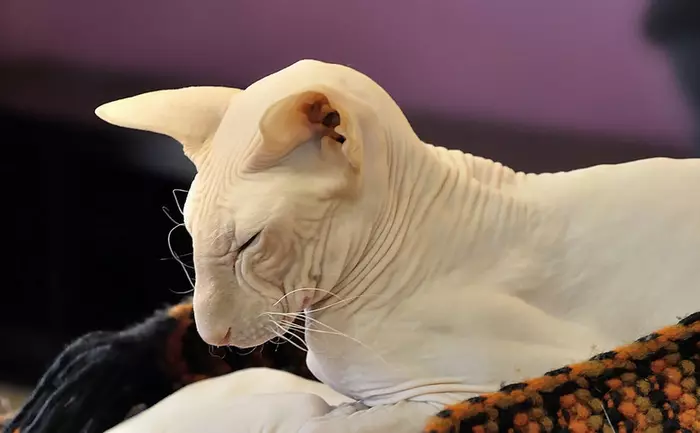 ដុន Sphynx គេង